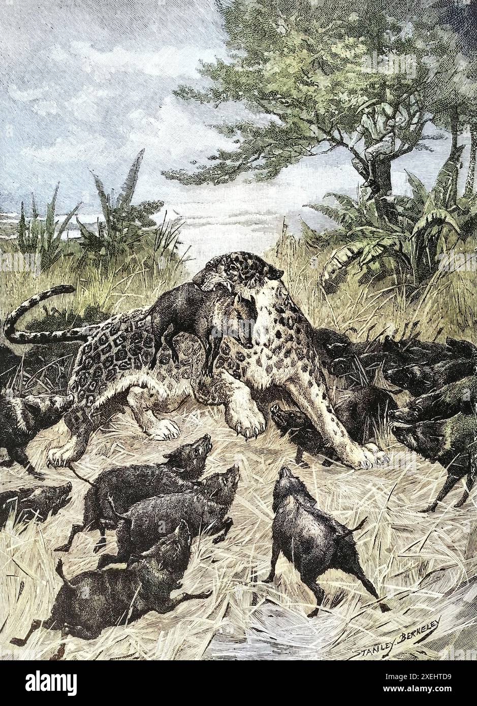 STRUGGLE OF LIFE THE STRONG TAKES HIS PREY Drawn by Stanley Berkeley. colorized from volume 1 of ...