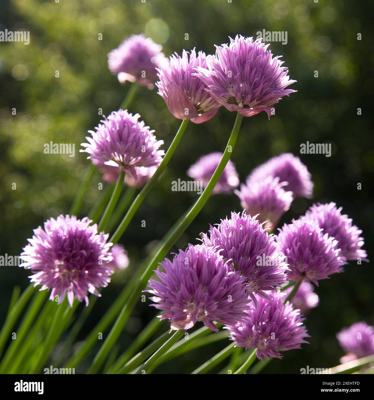 Chive flowers, Allium schoenoprasum, Witten, Ruhr area, North Rhine ...