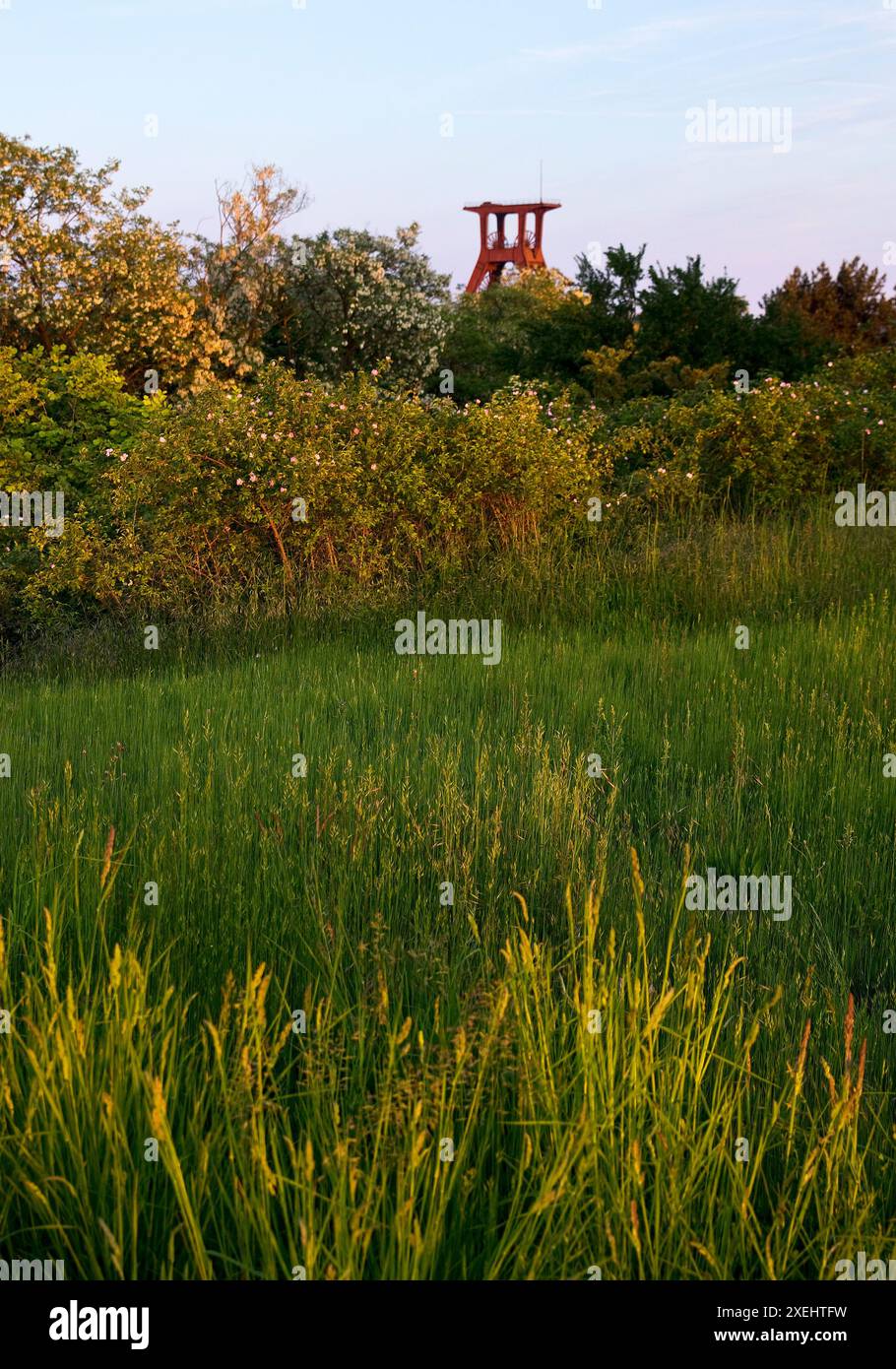 Vegetation with the double trestle over shaft 3 of the Pluto mine, Herne, Ruhr area, Germany ...