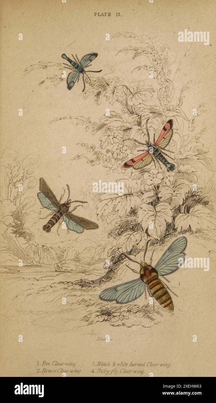 Bee Clear-wing, Lrochilium Apiforme, Breeze Clear-underwing, AEgeria ...