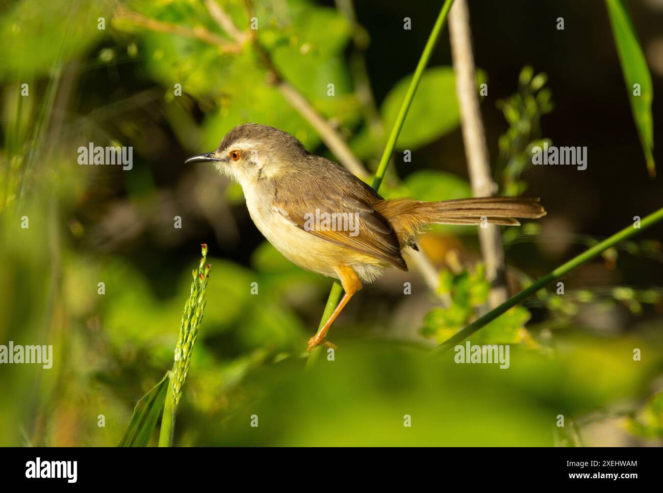 A member of the warbler family, The Tawny-flanked Prinia is the most ...