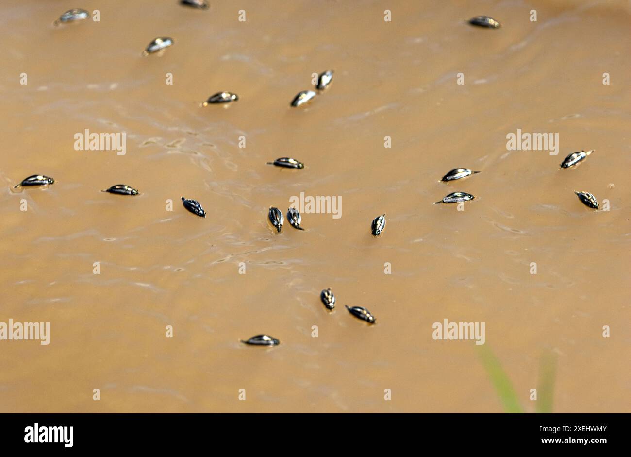 The Small Whirligig Beetles is gregarious and swim on the waters ...