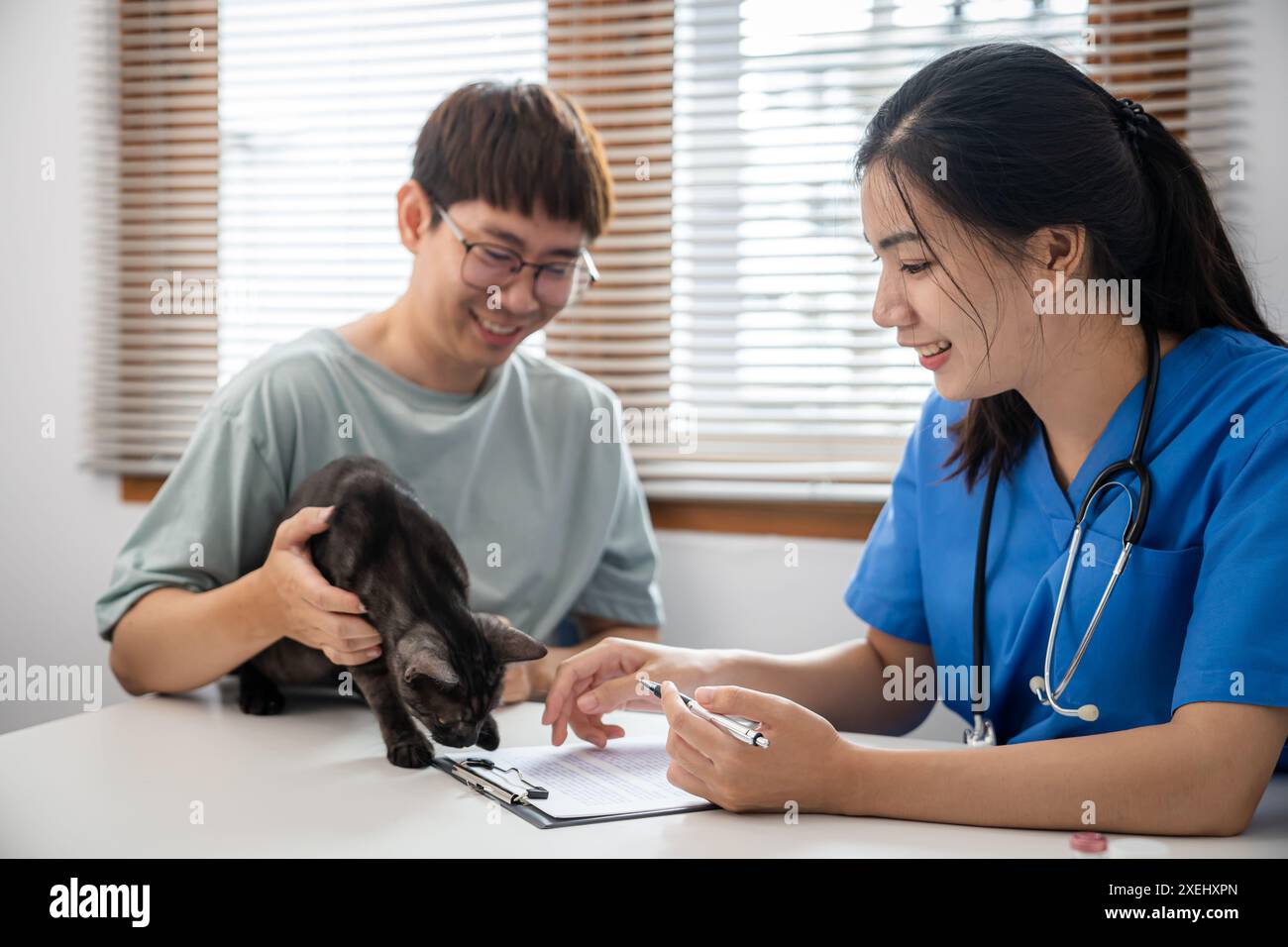 Professional vet doctor helps cat. owner cat holding pet on hands. Cat ...