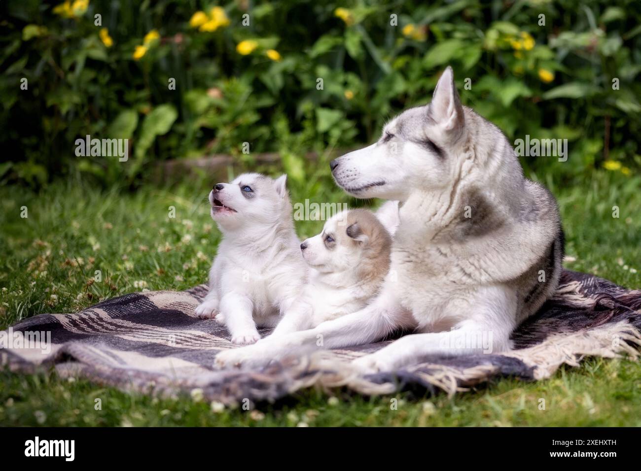 Siberian Husky family dog and puppies Stock Photo - Alamy