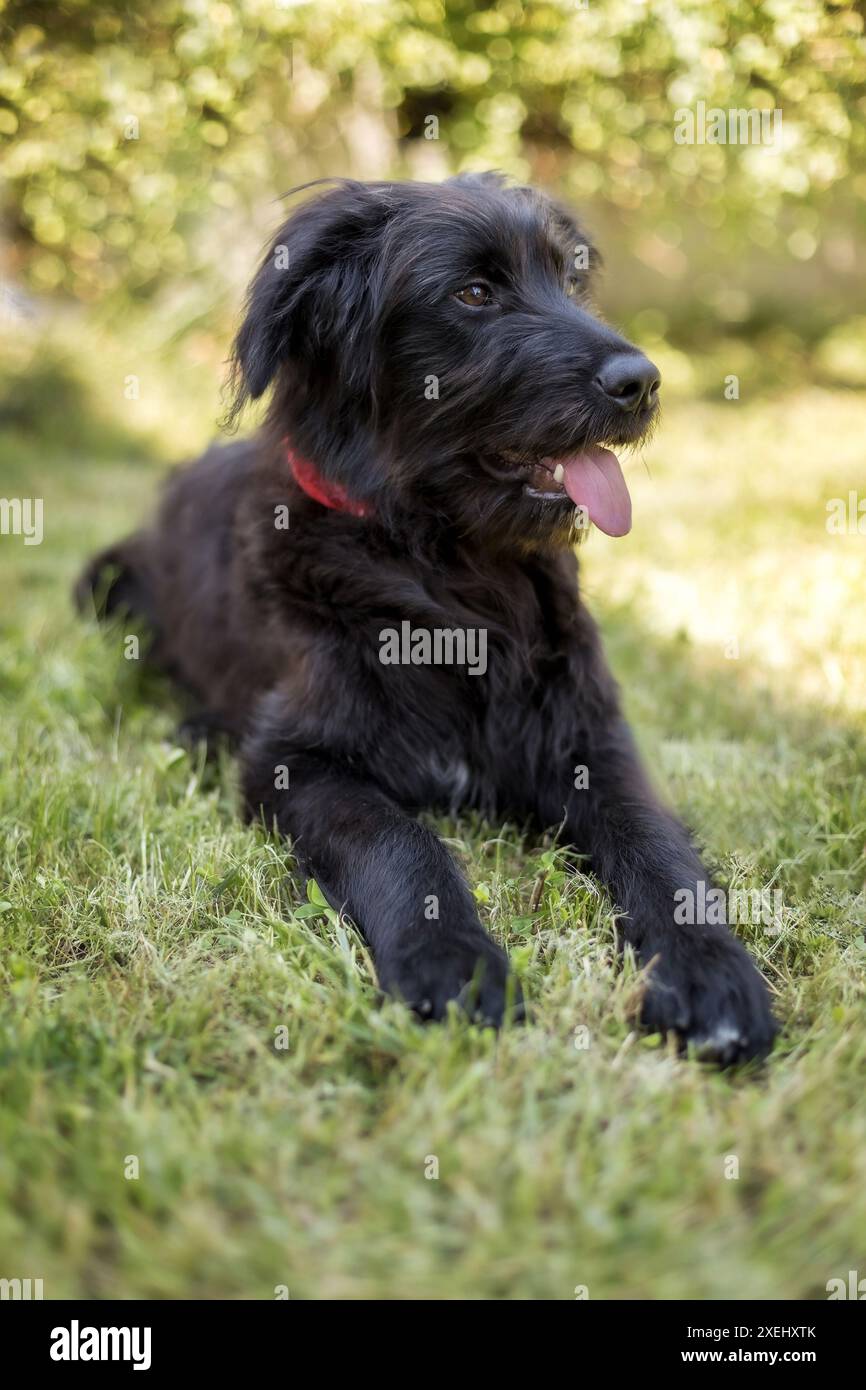 Black dog puppy lying down on grass Stock Photo - Alamy