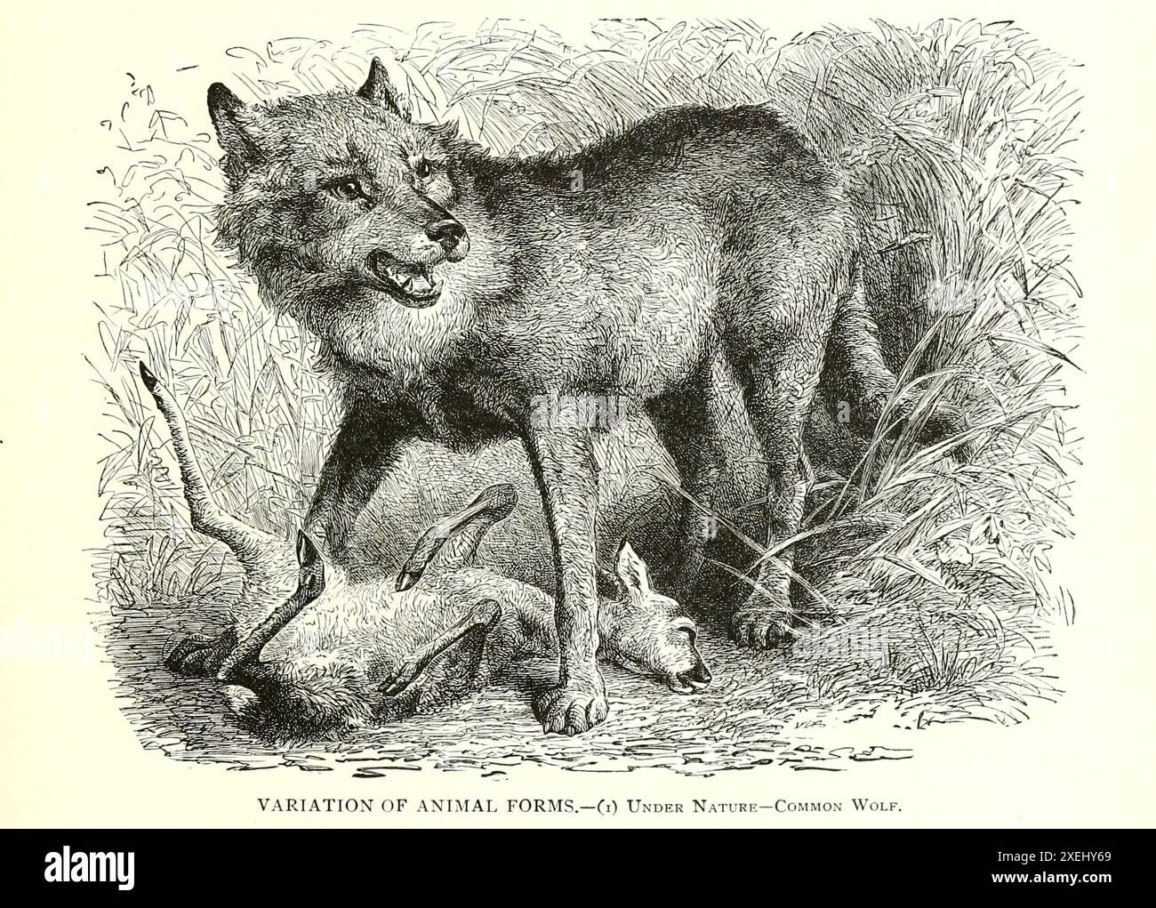 Of prehistoric life forms hi-res stock photography and images - Alamy