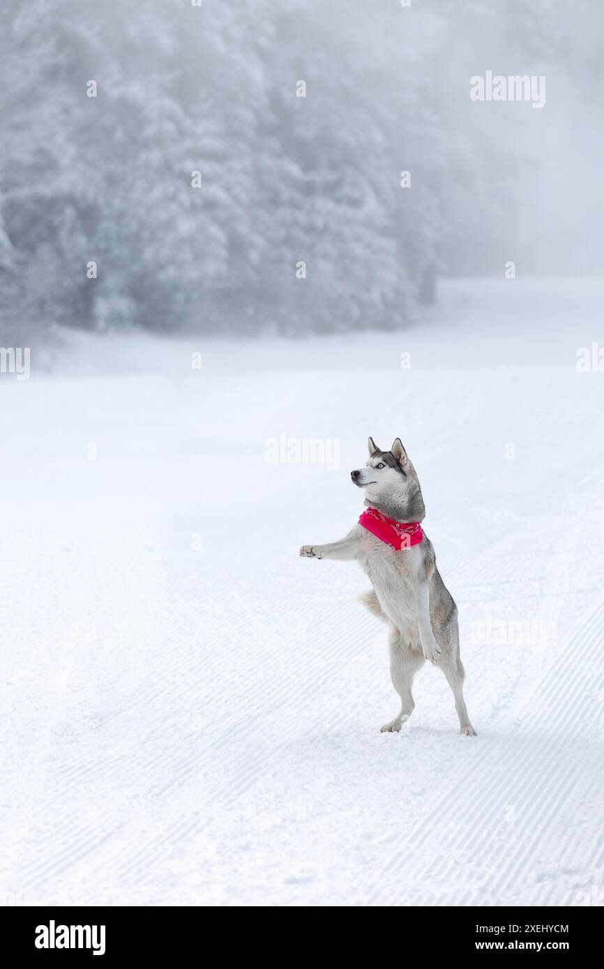 Jumping siberian husky hi-res stock photography and images - Alamy
