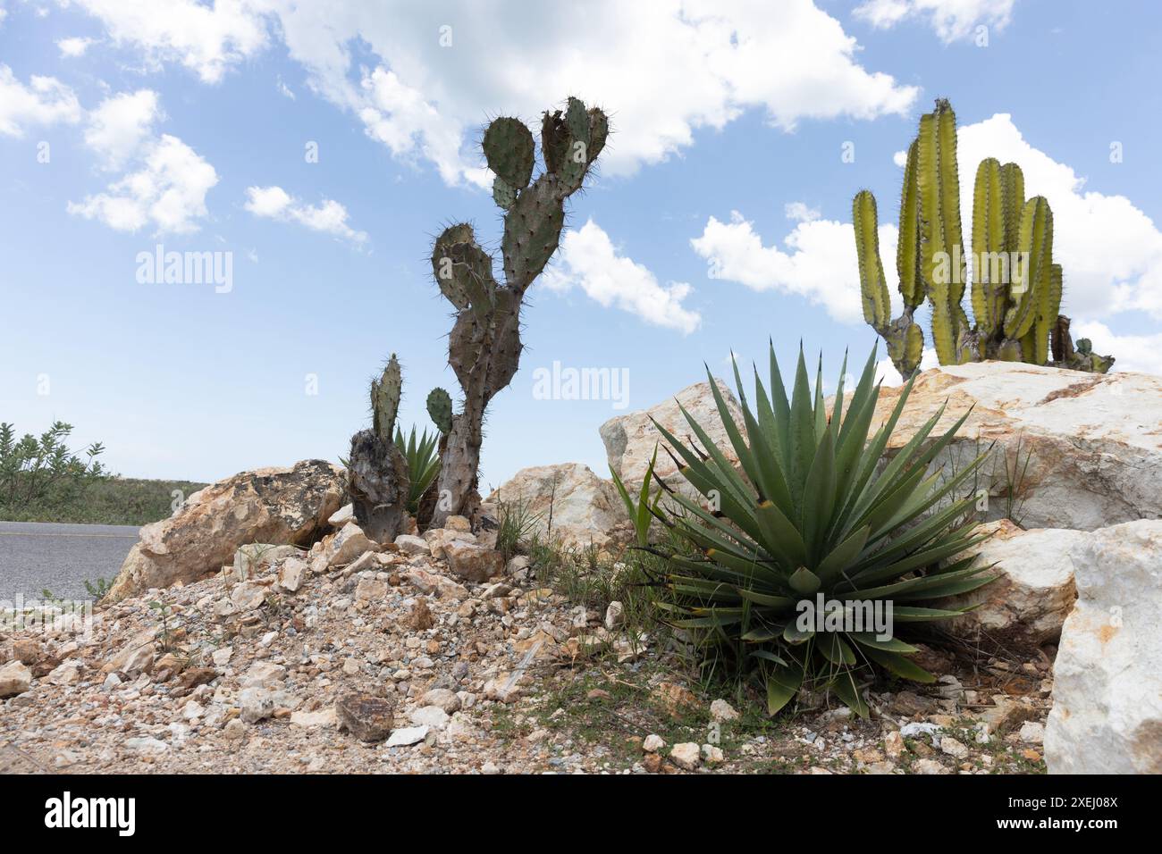 Prickly Cactus in Arid Desert Landscape: Bright, Clear Sky and Rocky Terrain, Embracing Nature's ...