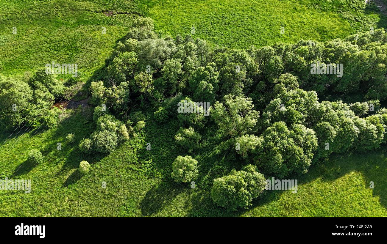 Aerial view of trees in a meadow Stock Photo - Alamy