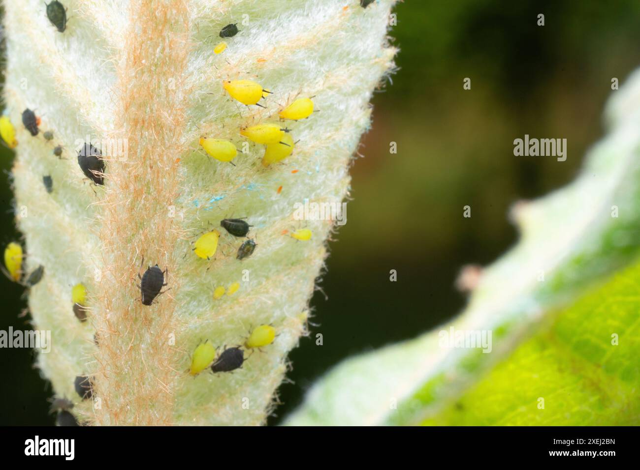 Feeding on plant sap hi-res stock photography and images - Alamy