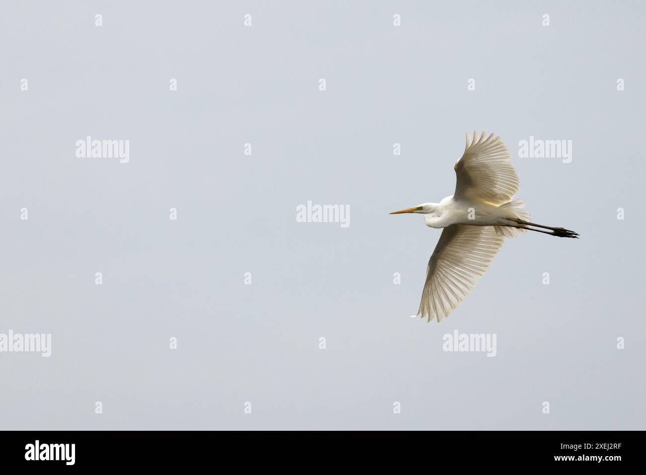 Great (White) (Common) Egret (Ardea alba) Norfolk April 2024 Stock ...