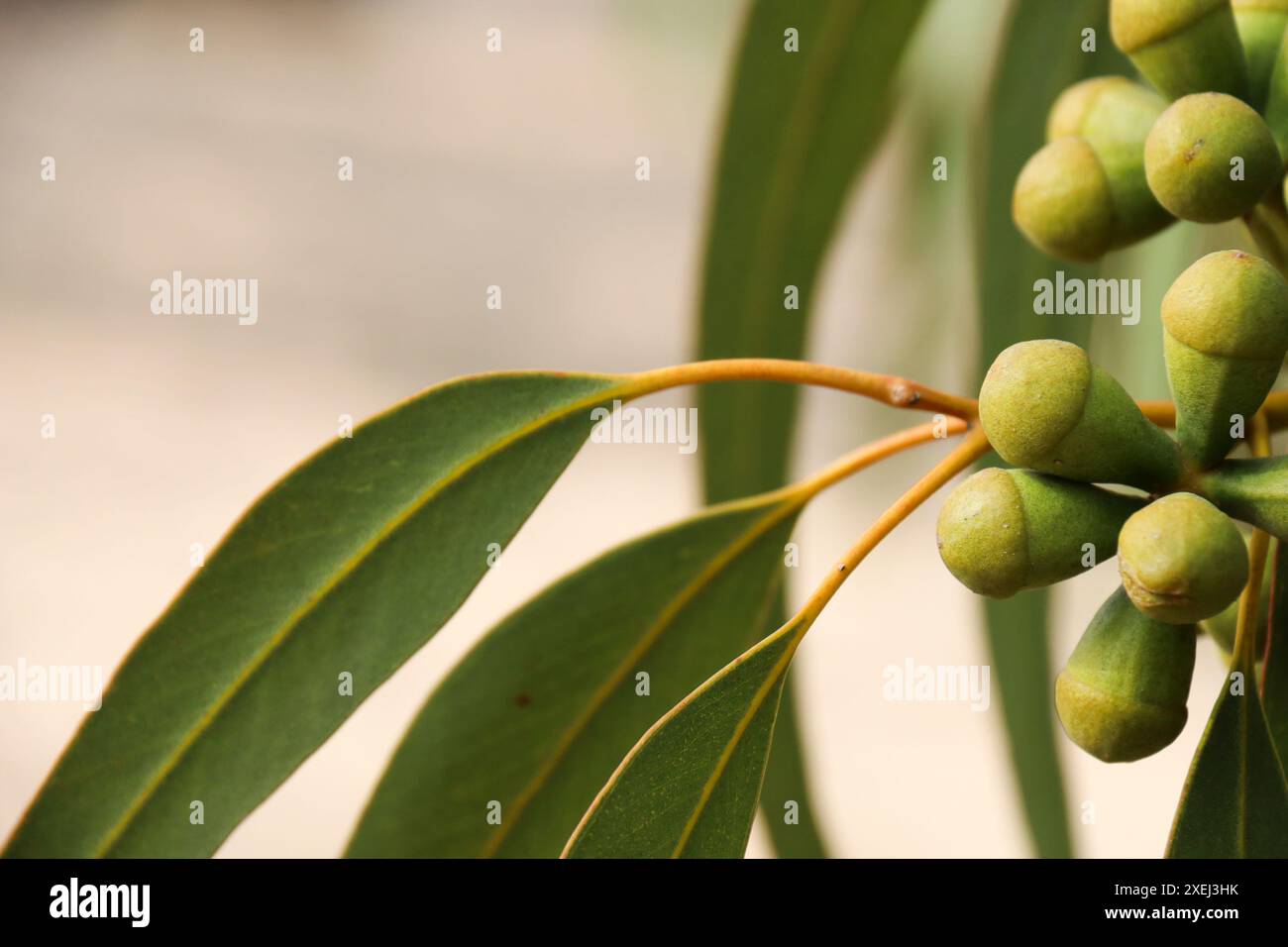 Eucalyptus fruit growing on the branch of the eucalyptus tree in Spain ...