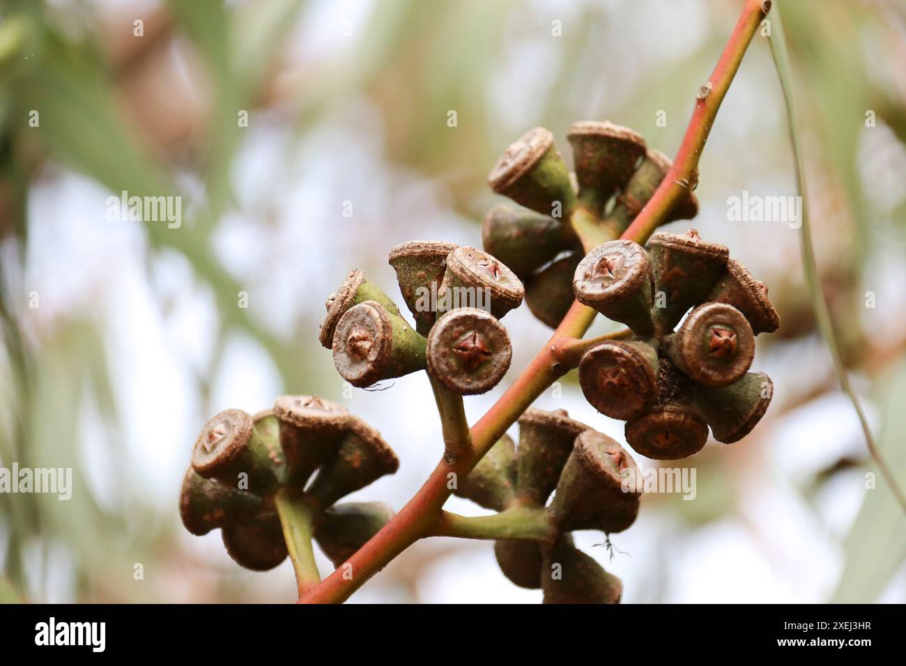 Eucalyptus fruit growing on the branch of the eucalyptus tree in Spain ...