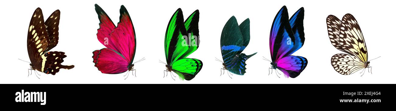 Vibrant exotic butterflies with diverse wing patterns and colors are ...