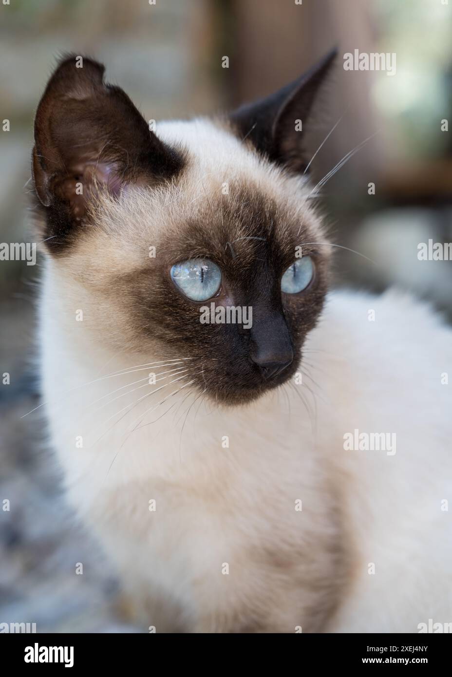 Cute Siamese cat kitten outdoors with torn ear Stock Photo - Alamy