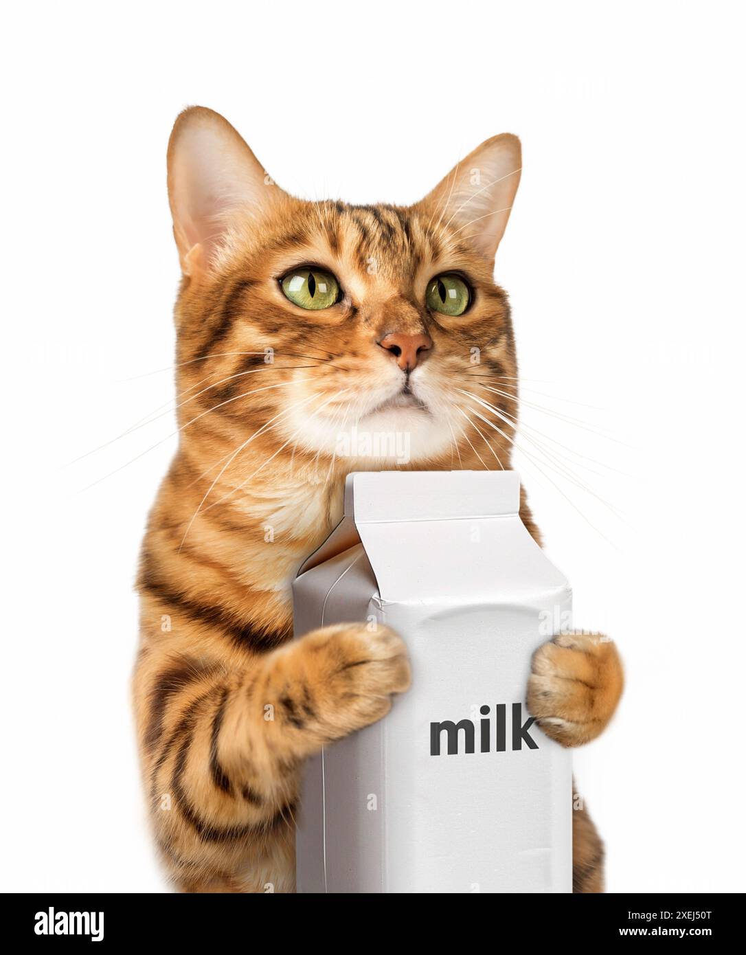 A ginger cat holds a milk carton Stock Photo - Alamy