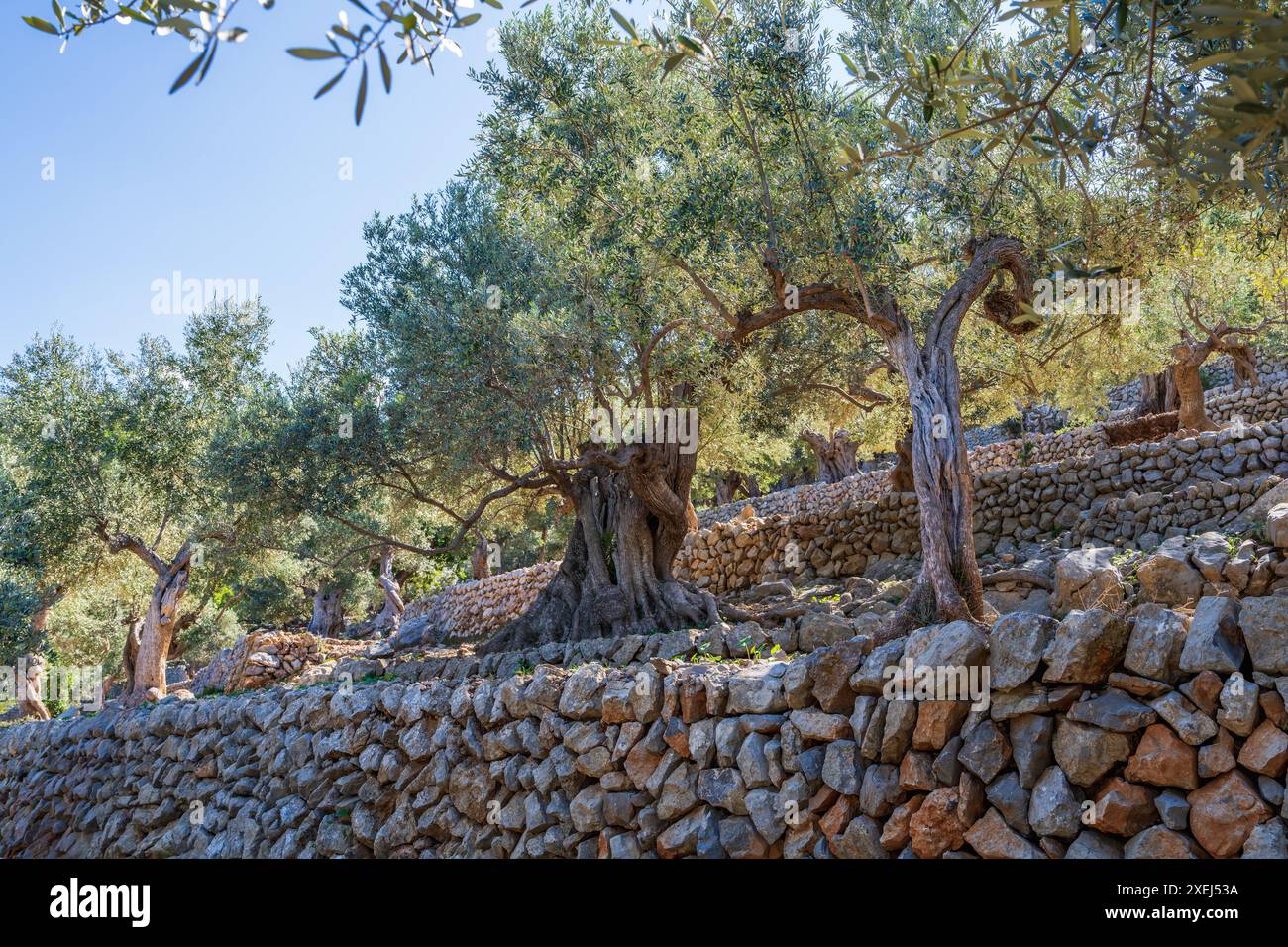 Olive grove. Olive trees planted in a cascade. Mallorca, Spain Stock ...