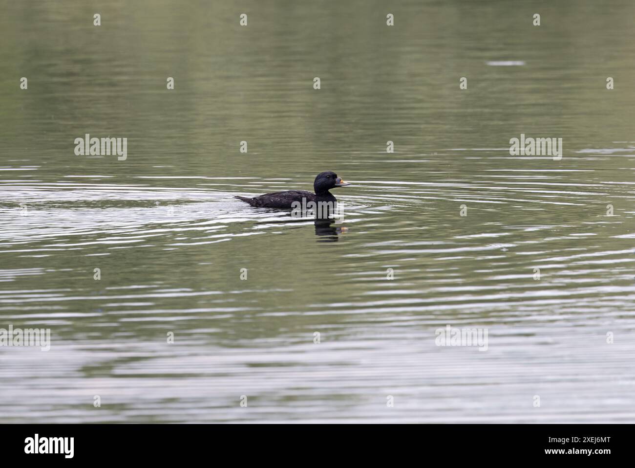 Common Scoter (Melanitta nigra) inland Bawburgh Norfolk June 2024 Stock ...