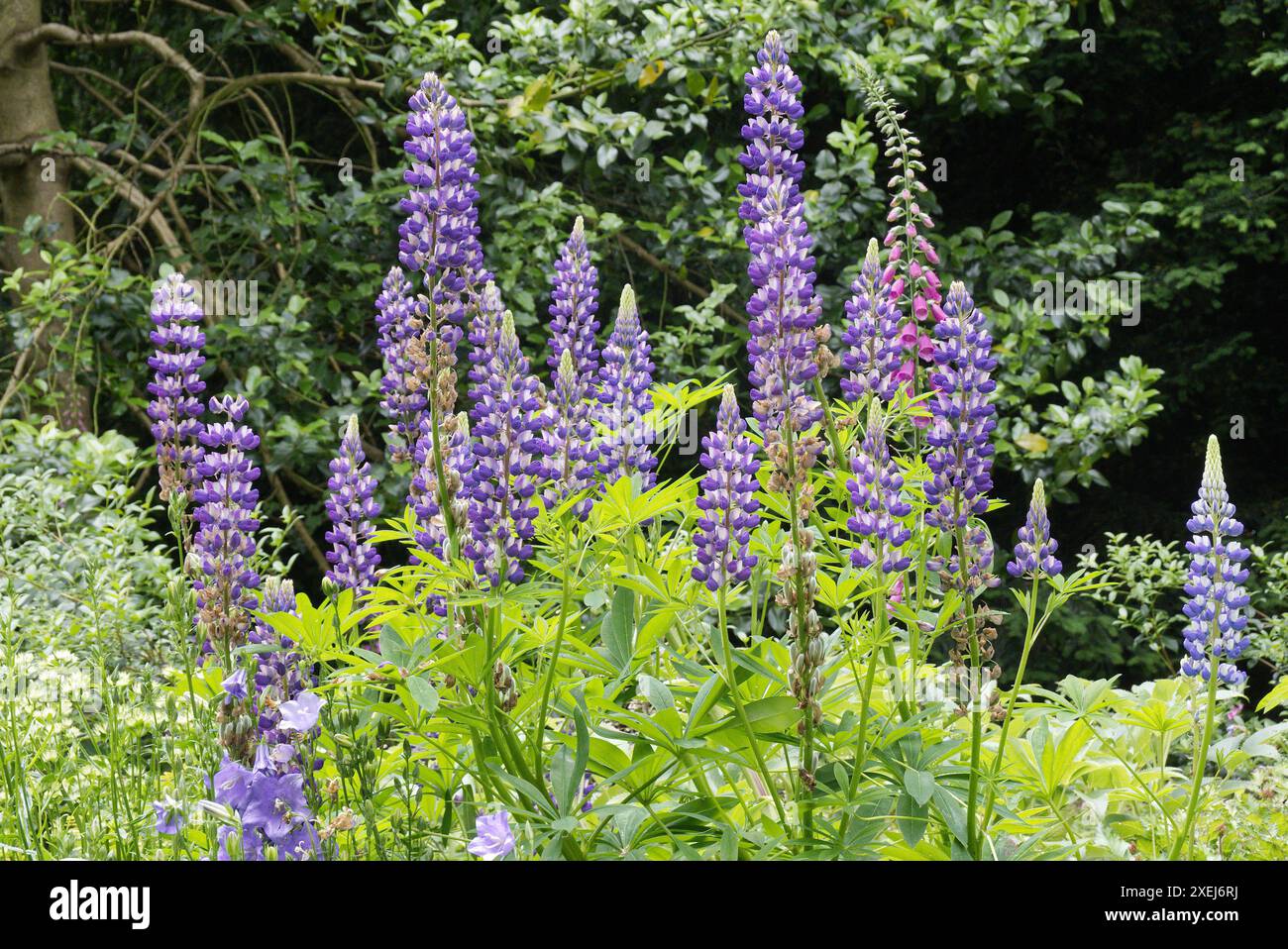 Lupin flowers (Leguminosae lupinus polyphyllus Stock Photo - Alamy