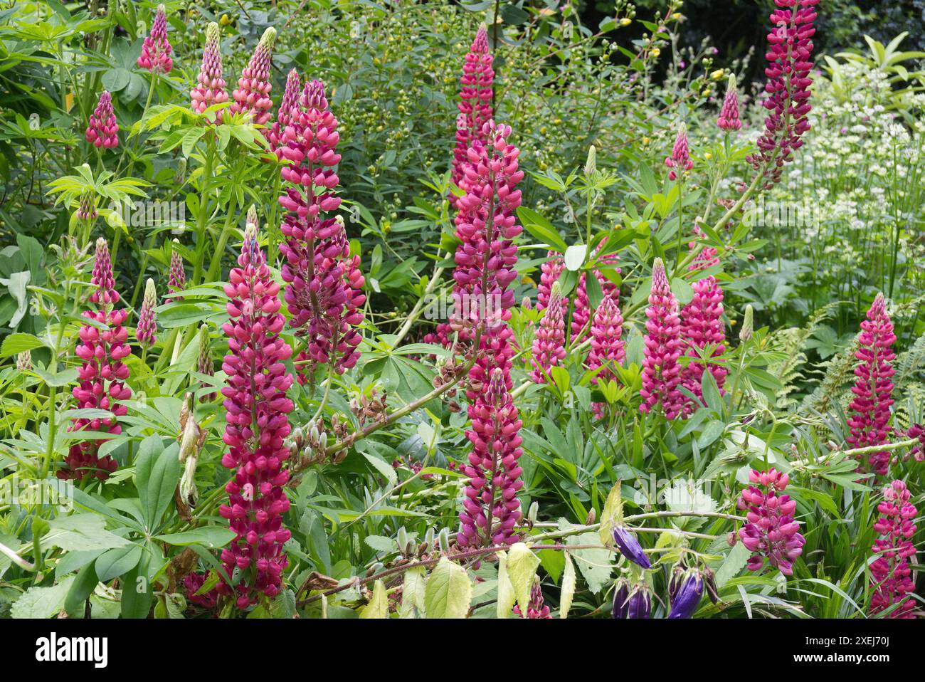 Red Lupin flowers (Lupinus polyphyllus) in English country garden Stock ...