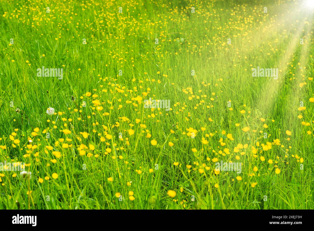 Yellow flowers field Stock Photo - Alamy