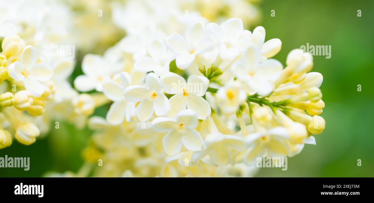 White yellow lilac flowers macro background Stock Photo - Alamy