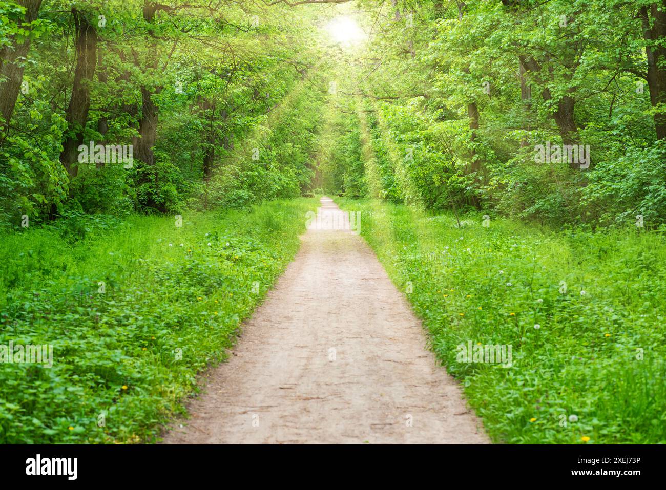 Nature forest trees road sunlight hi-res stock photography and images ...