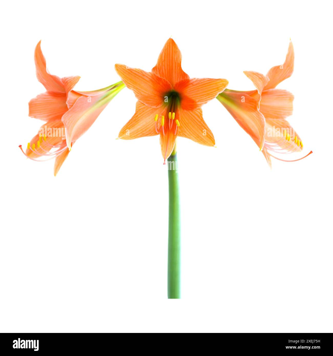 Amaryllis hippeastrum bouquet Cut Out Stock Images & Pictures - Alamy