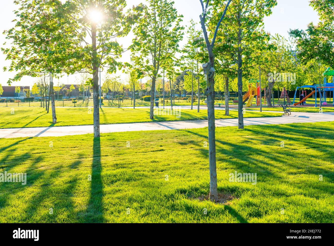 Green park sunset trees hi-res stock photography and images - Alamy