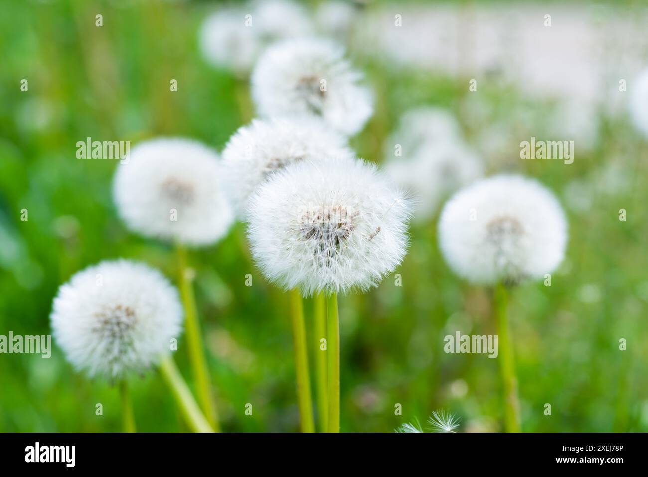 Summer flowers wind hi-res stock photography and images - Alamy