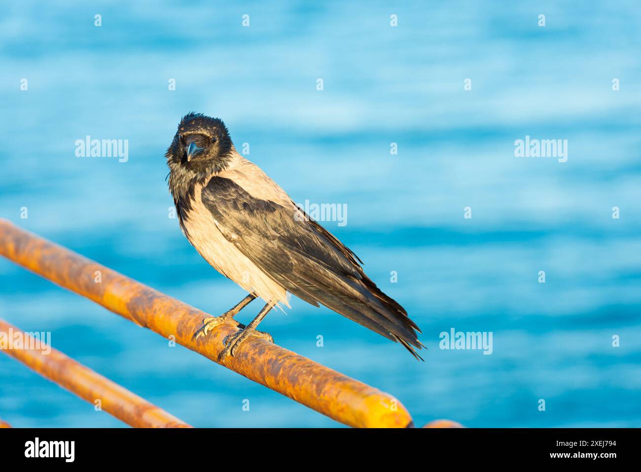Cute crow hi-res stock photography and images - Alamy