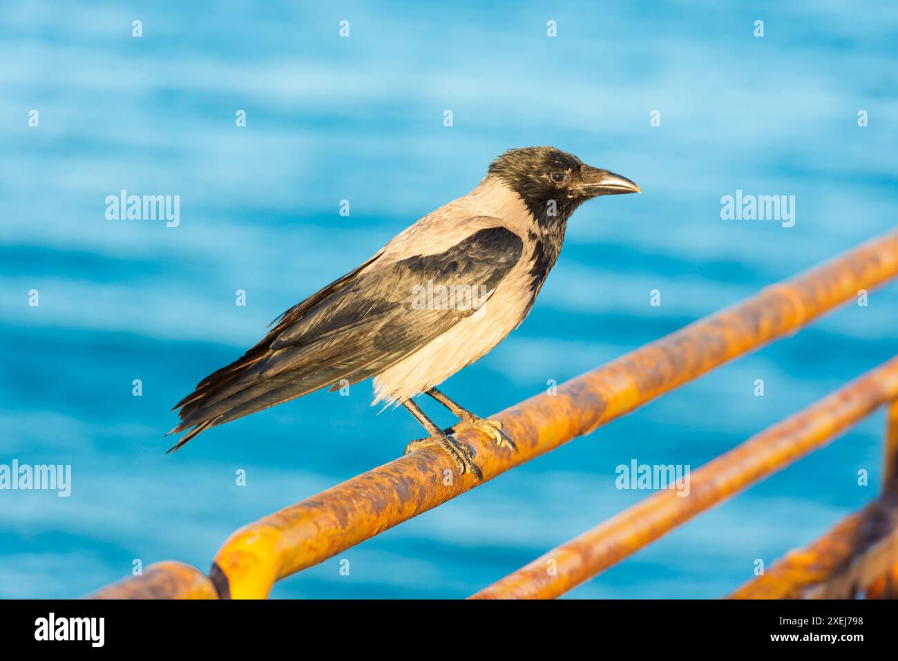 Cute crow hi-res stock photography and images - Alamy
