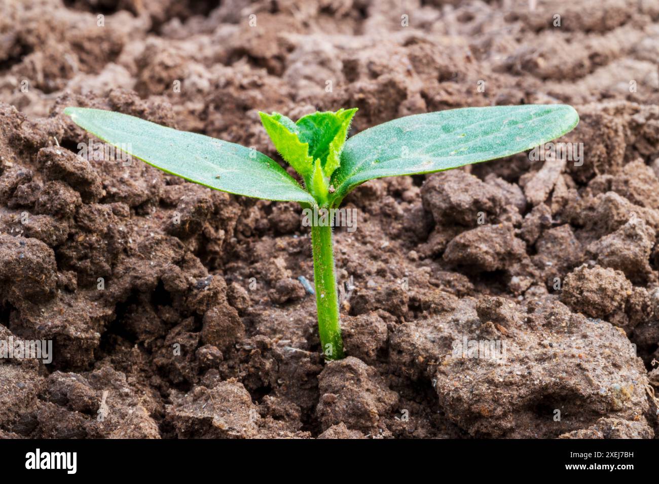 Cucumber. A plant at the beginning of its development. Young bush ...