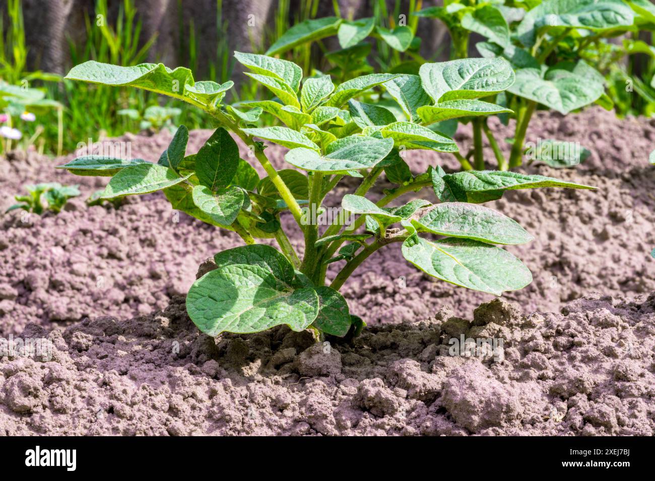 Potatoes. A plant at the beginning of its development. Young bush Stock ...