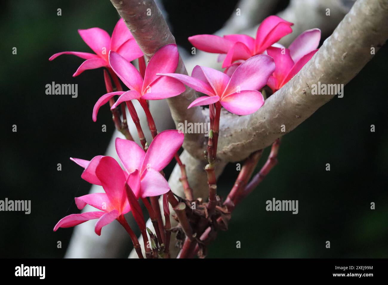 Plumeria frangipani plant hi-res stock photography and images - Alamy