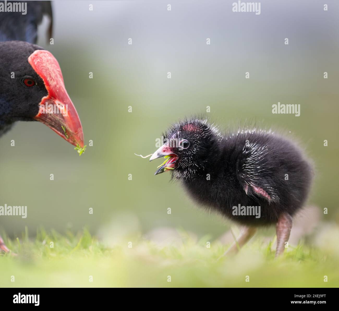 New zealand pukeko baby hi-res stock photography and images - Alamy