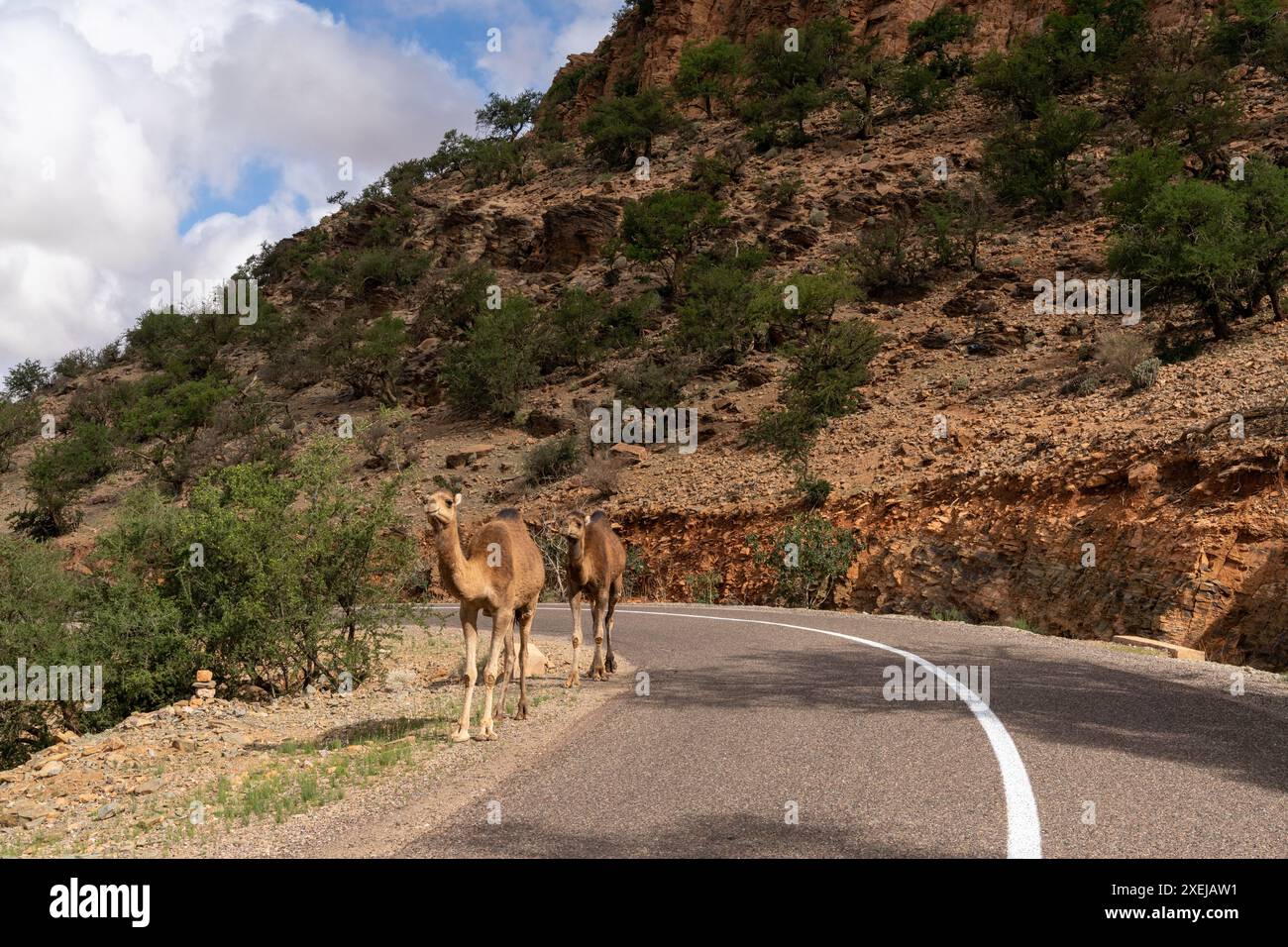 Dromedary camels walking along a road in the Atlas mountains of ...