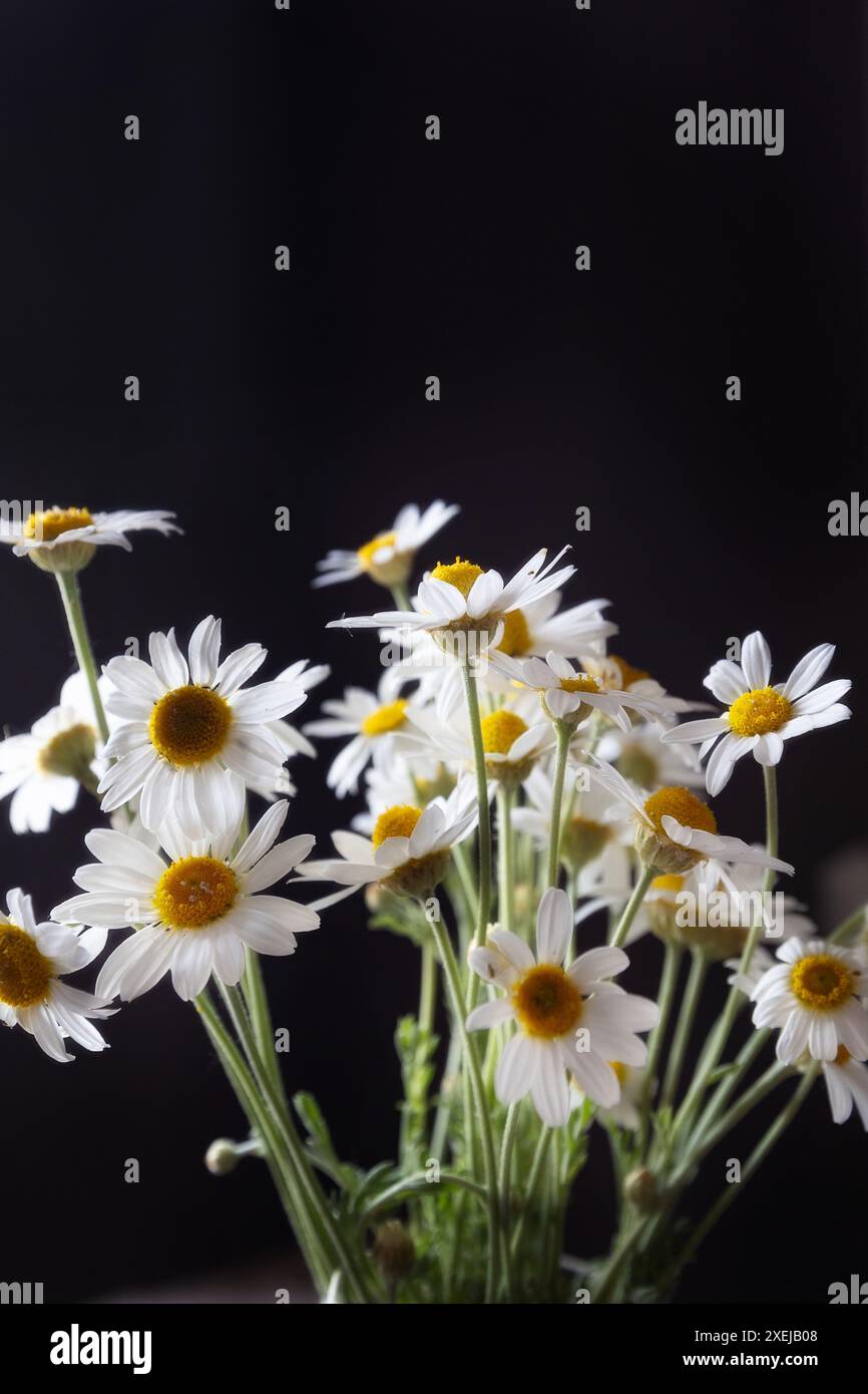 White daisies chamomile flowers hi-res stock photography and images - Alamy