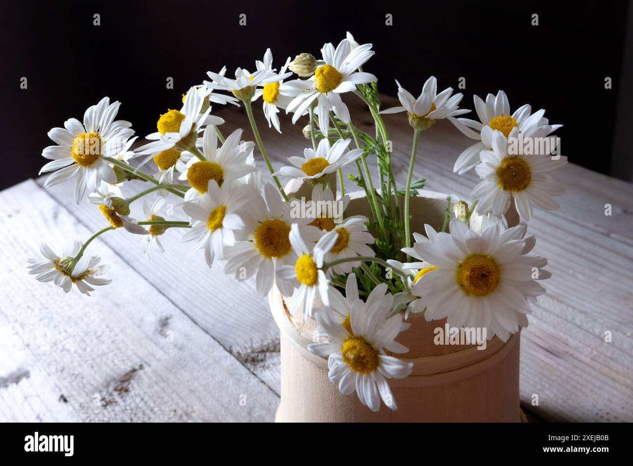 White daisies chamomile flowers hi-res stock photography and images - Alamy