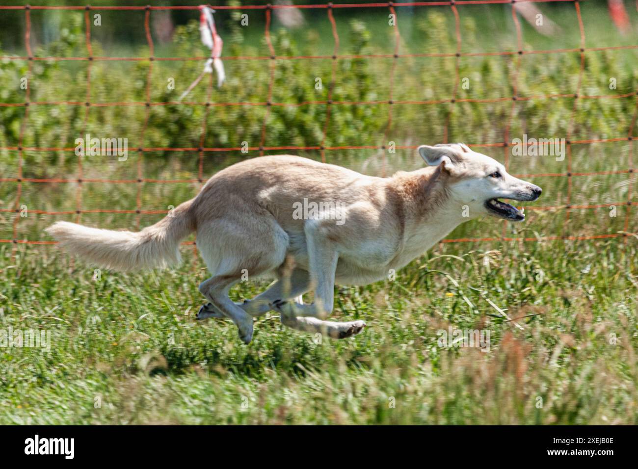 Coursing field hi-res stock photography and images - Alamy