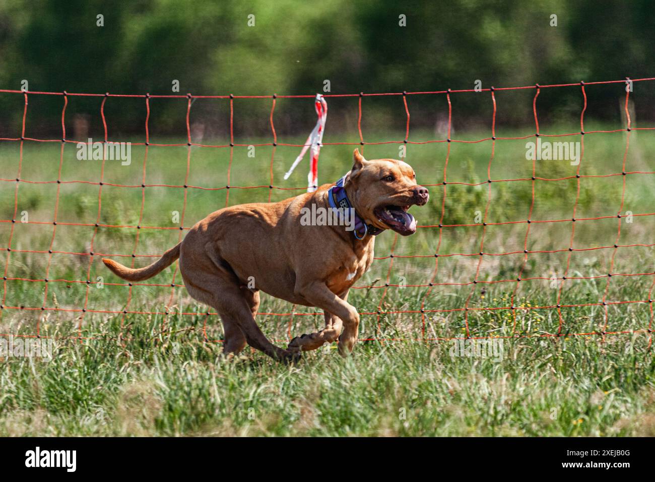 Pit Bull lifted off the ground during the dog race competition Stock ...