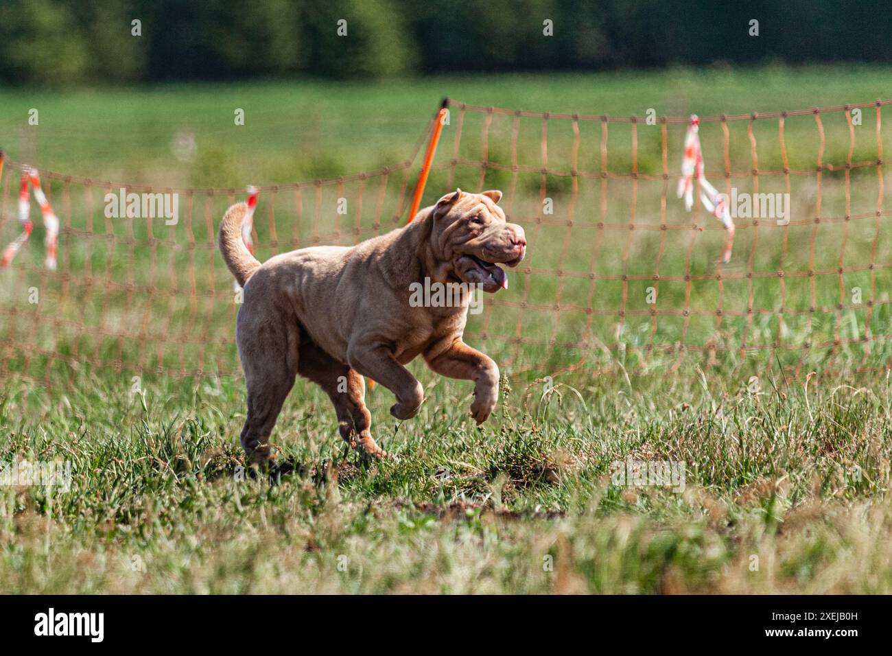 One competition in agility hi-res stock photography and images - Alamy