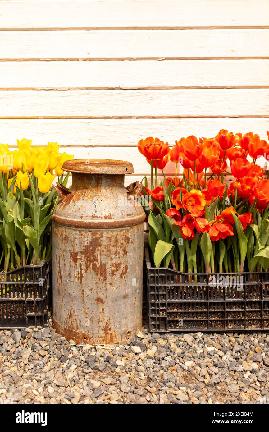 Rustic milk can amidst vibrant tulips Stock Photo - Alamy