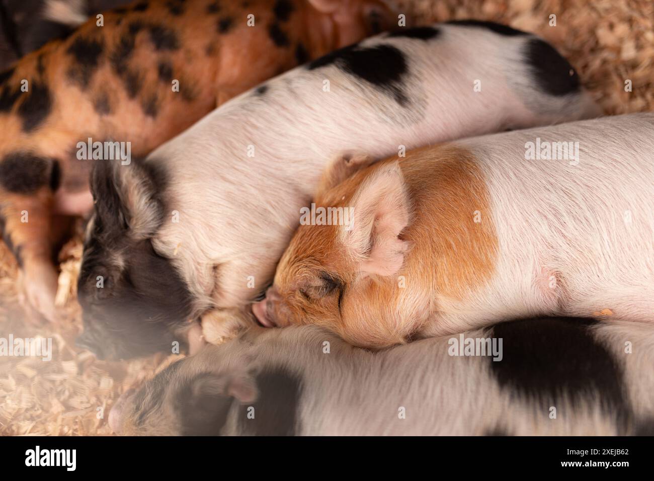 Fuzzy piglets hi-res stock photography and images - Alamy