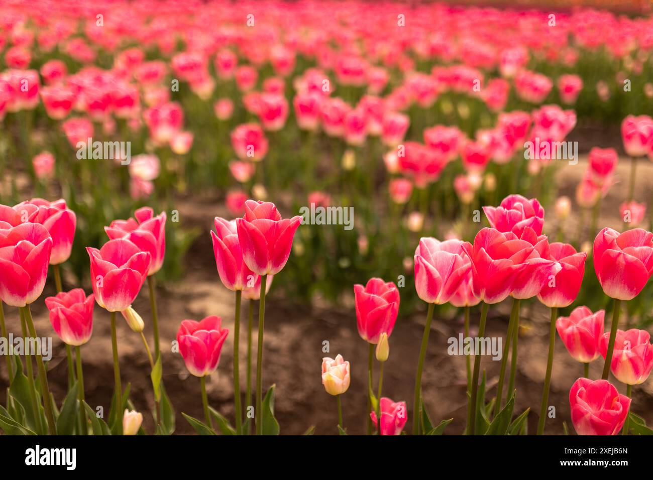 Blushing pink tulip rows in a gentle spring embrace Stock Photo - Alamy