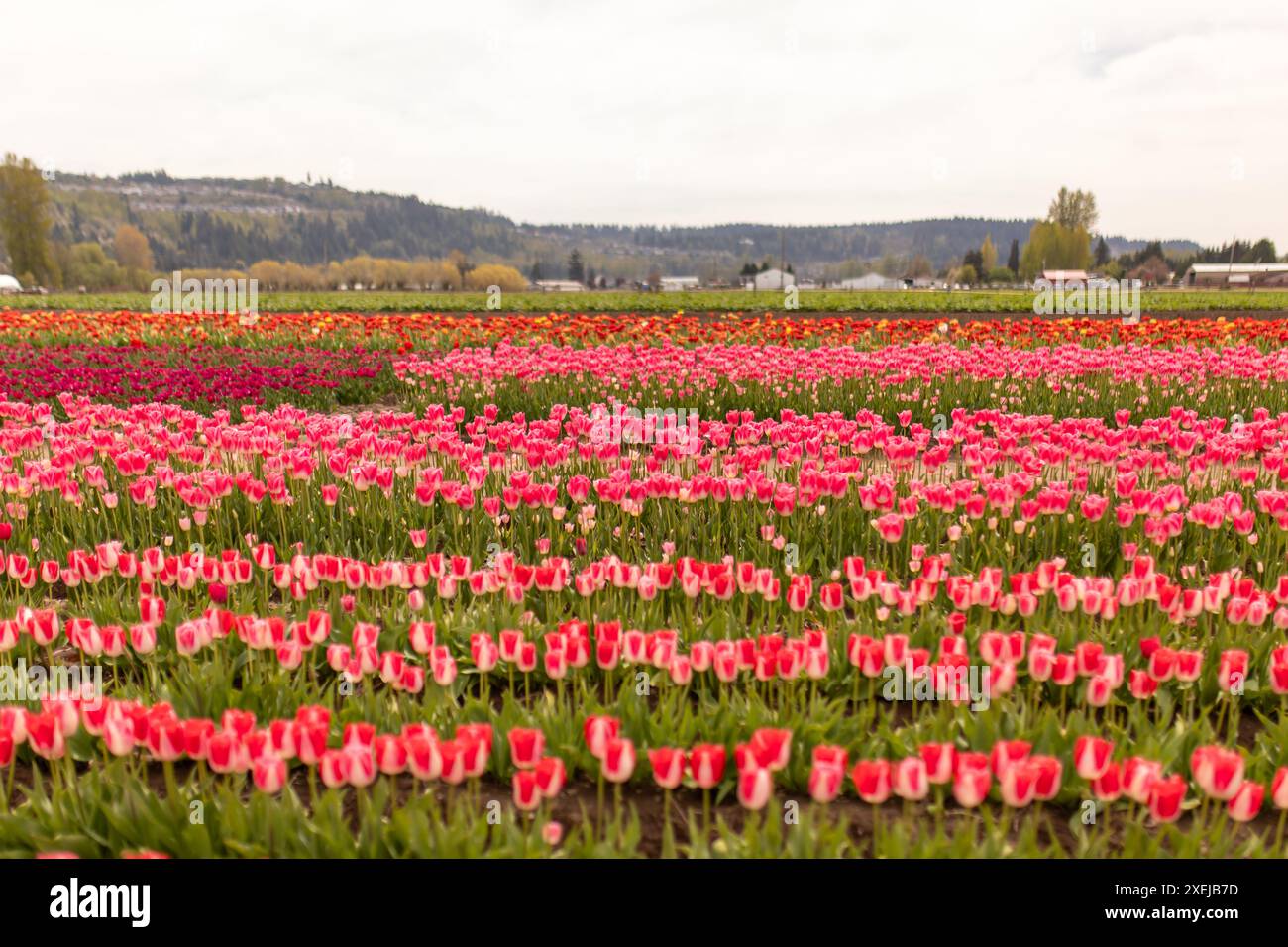 Blushing pink tulip rows in a gentle spring embrace Stock Photo - Alamy