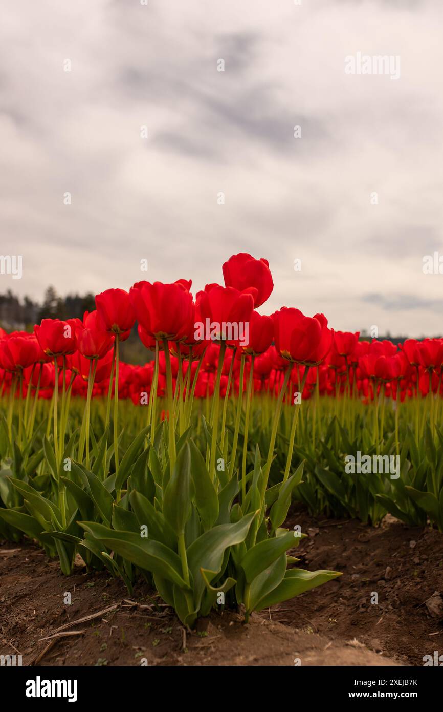 Radiant red tulip rows under cloudy skies Stock Photo - Alamy