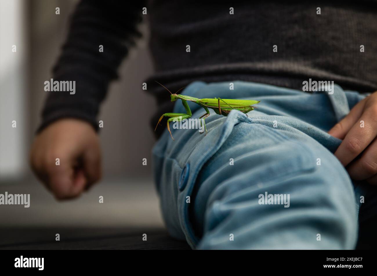 Child with a praying mantis on their leg, wearing blue pants Stock ...