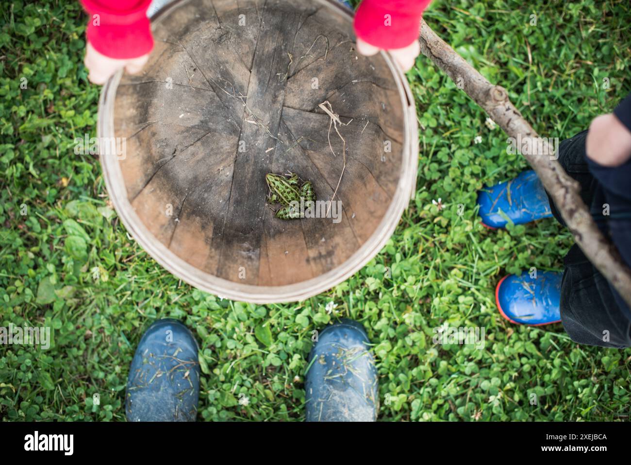 Kids catching a frog while playing outside, from above Stock Photo - Alamy