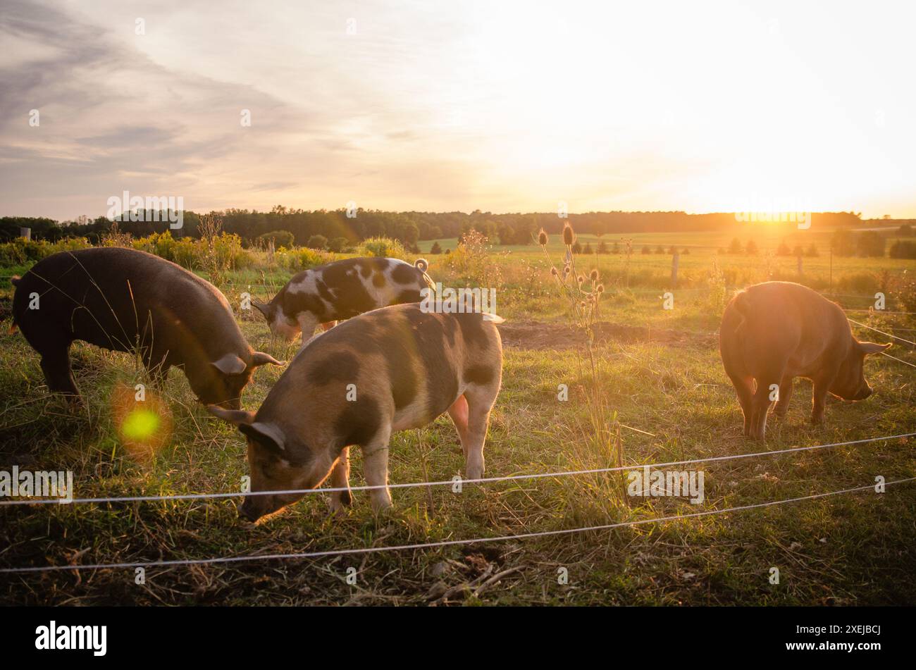 Pigs in a field hi-res stock photography and images - Alamy